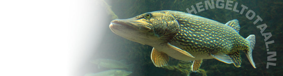 Roofvisspullen bestellen? | Hengeltotaal.nl Boer Kampen