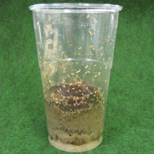 Tropische Springstaarten | Diertotaal.nl