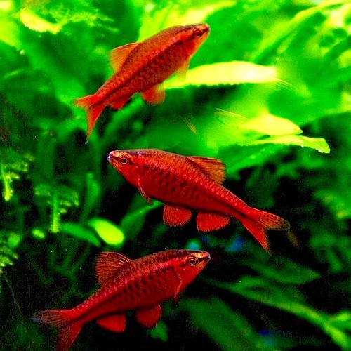 Barbus Titteya Cherrybarbeel M | Diertotaal.nl