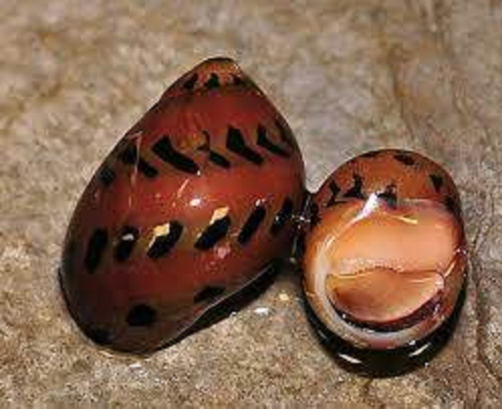 Neritina sp. Red spotted snail Slak | Diertotaal.nl