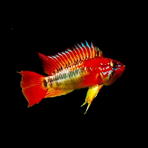 Apistogramma Macmasteri Red Mask Ml | Diertotaal.nl
