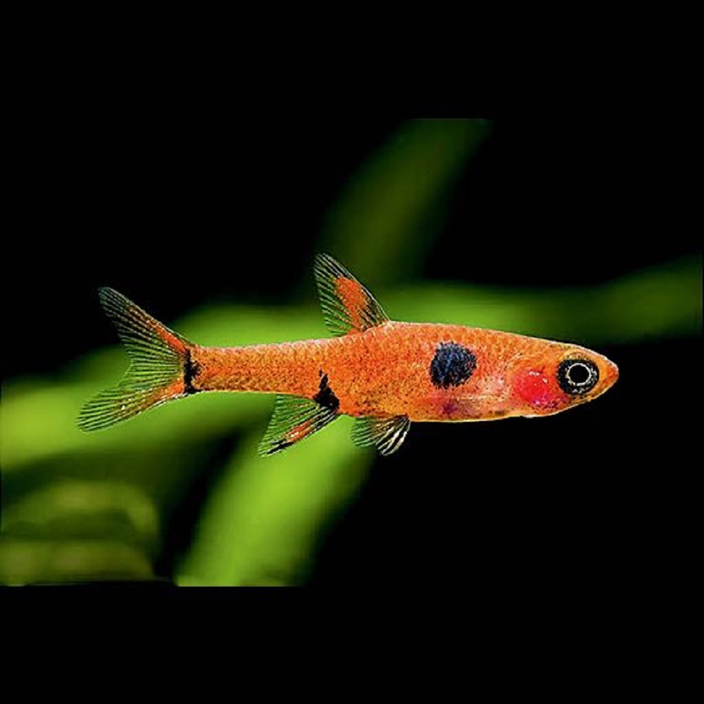 Rasbora Maculata Dwergrasbora | Diertotaal.nl