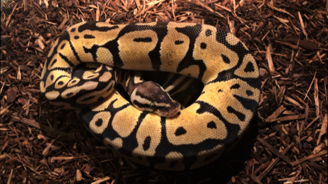 Koningspython Pastel 0.1 (Python Regius) | Diertotaal.nl