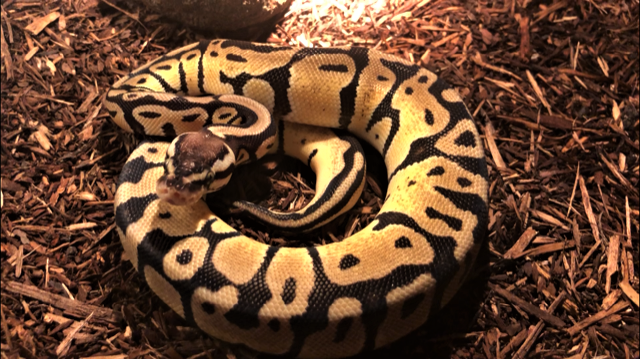 Koningspython Pastel 0.1 (Python Regius) | Diertotaal.nl
